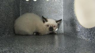 Animal Shelter :: MAL (Case # 91665)