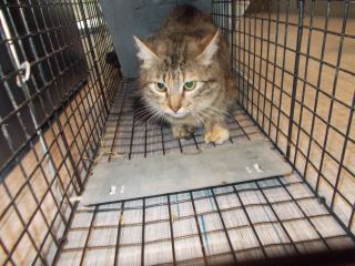 Animal Shelter :: TNR-LESTER (Case # 91686)
