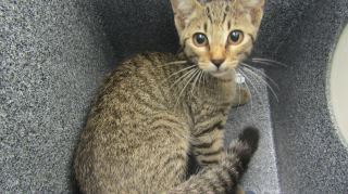 Animal Shelter :: ZOA (Case # 91743)