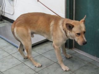 Animal Shelter :: DINGO (Case # 107937)