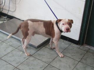 Animal Shelter :: RASCAL (Case # 93308)