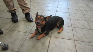 Animal Shelter :: KIRA (Case # 93177)