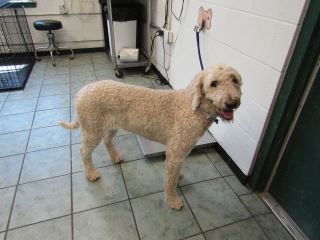 Animal Shelter :: CAMILE (Case # 93350)