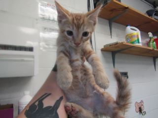 Animal Shelter :: OCULUS (Case # 93407)