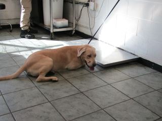 Animal Shelter :: DOOGIE (Case # 93687)