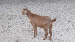 Animal Shelter :: BOER (Case # 93952)