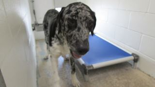 Animal Shelter :: MOXIE (Case # 94060)