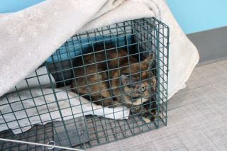 Animal Shelter :: TNR-BAUER (Case # 94740)