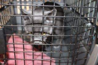 Animal Shelter :: TNR-TURPIN (Case # 95055)