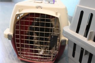 Animal Shelter :: TNR-TURPIN (Case # 95056)