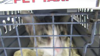 Animal Shelter :: TNR-WOOTEN 71 (Case # 95238)