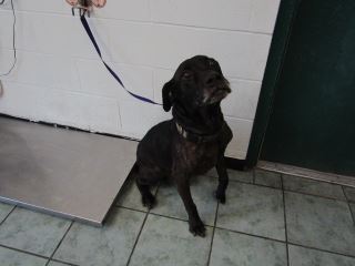 Animal Shelter :: DECLAN (Case # 95688)
