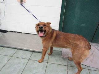Animal Shelter :: BOOKER- RTO (Case # 95767)