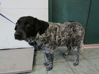 Animal Shelter :: LUDA RTO (Case # 95979)