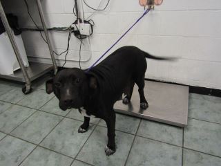 Animal Shelter :: KIRA (Case # 96586)