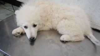 Animal Shelter :: PERCILLA (Case # 96516)