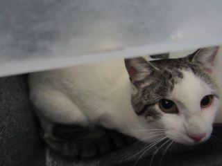 Animal Shelter :: TNR-GARRETT (Case # 96762)