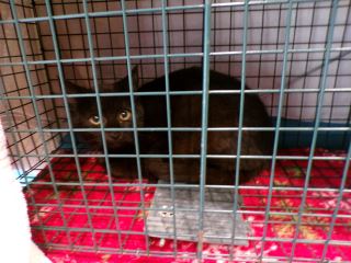 Animal Shelter :: TNR-BAUER 2 (Case # 96806)