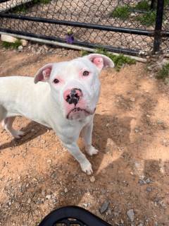 Animal Shelter :: BOOKER (Case # 96613)