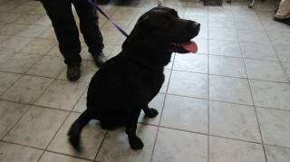 Animal Shelter :: BISHOP (Case # 97715)