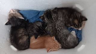 Animal Shelter :: TIMMY (Case # 98627)