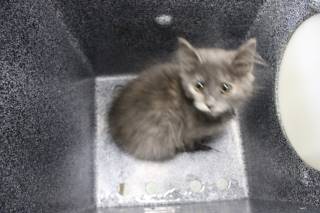 Animal Shelter :: CAMILE (Case # 98702)