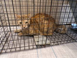 Animal Shelter :: TNR-LESTER (Case # 98765)